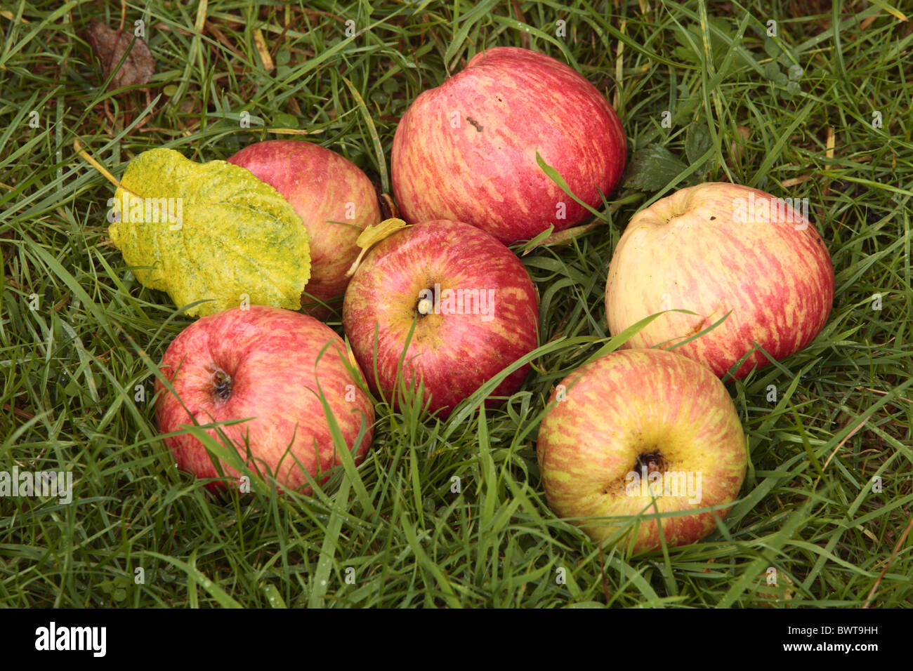 Cultivated Apple Malus domestica fruit fruiting tree orchard variety ...