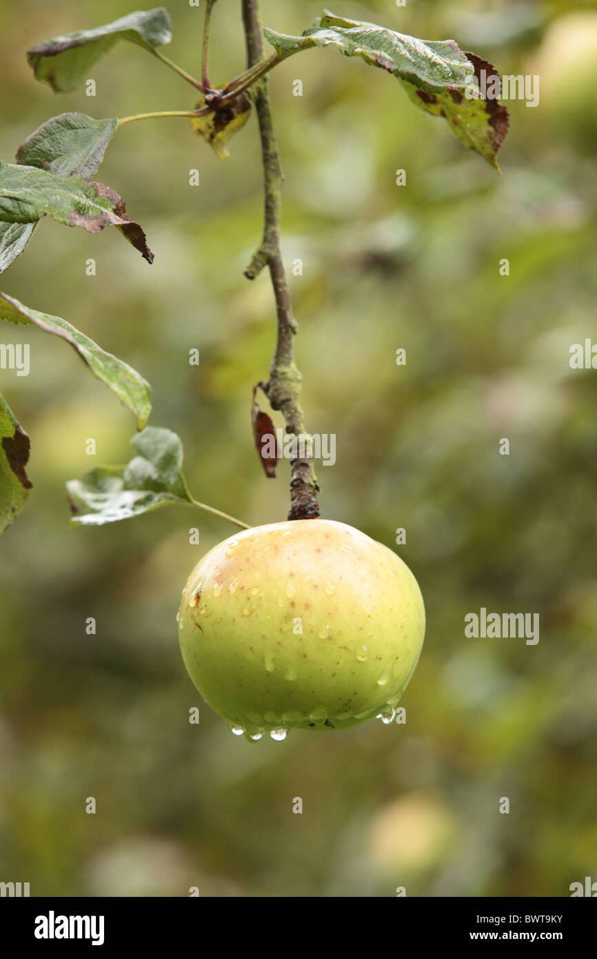 Kings orchard hi-res stock photography and images - Alamy