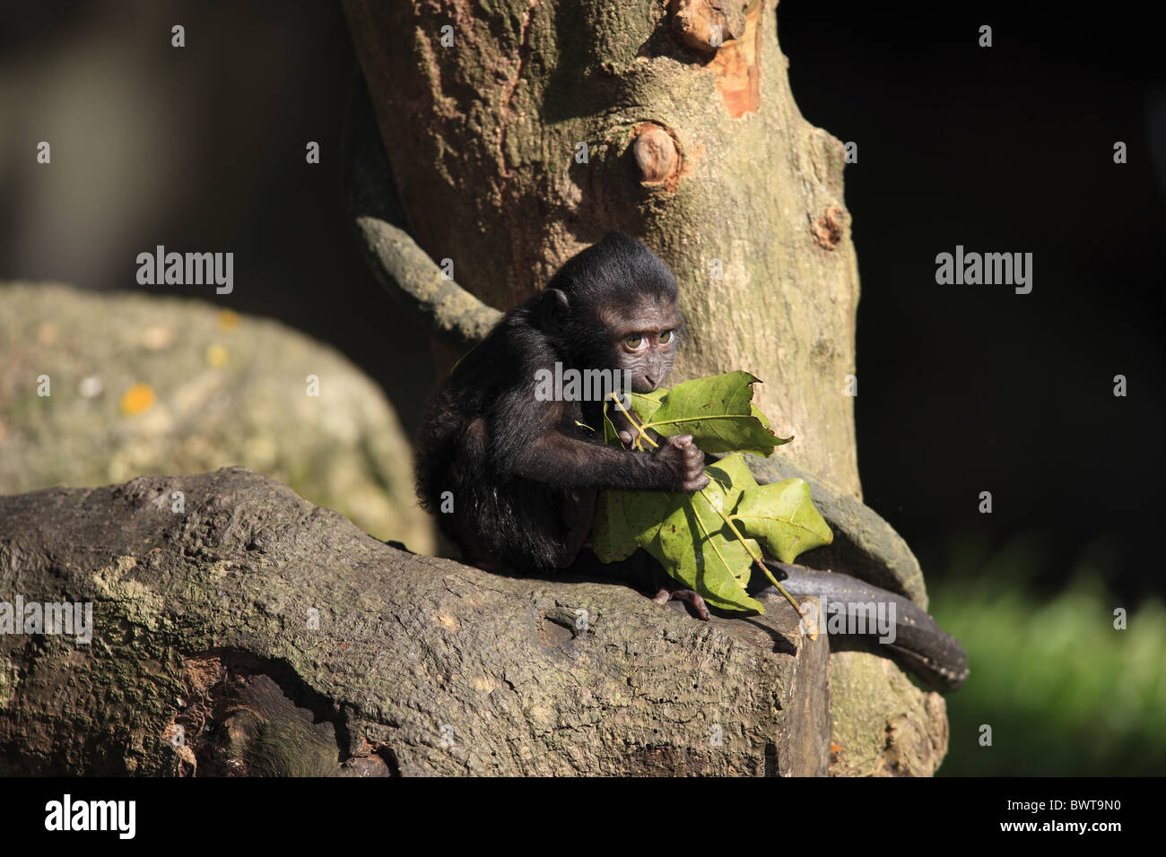auf Baum - on tree fressend - feeding Jungtier - young "black ape ...