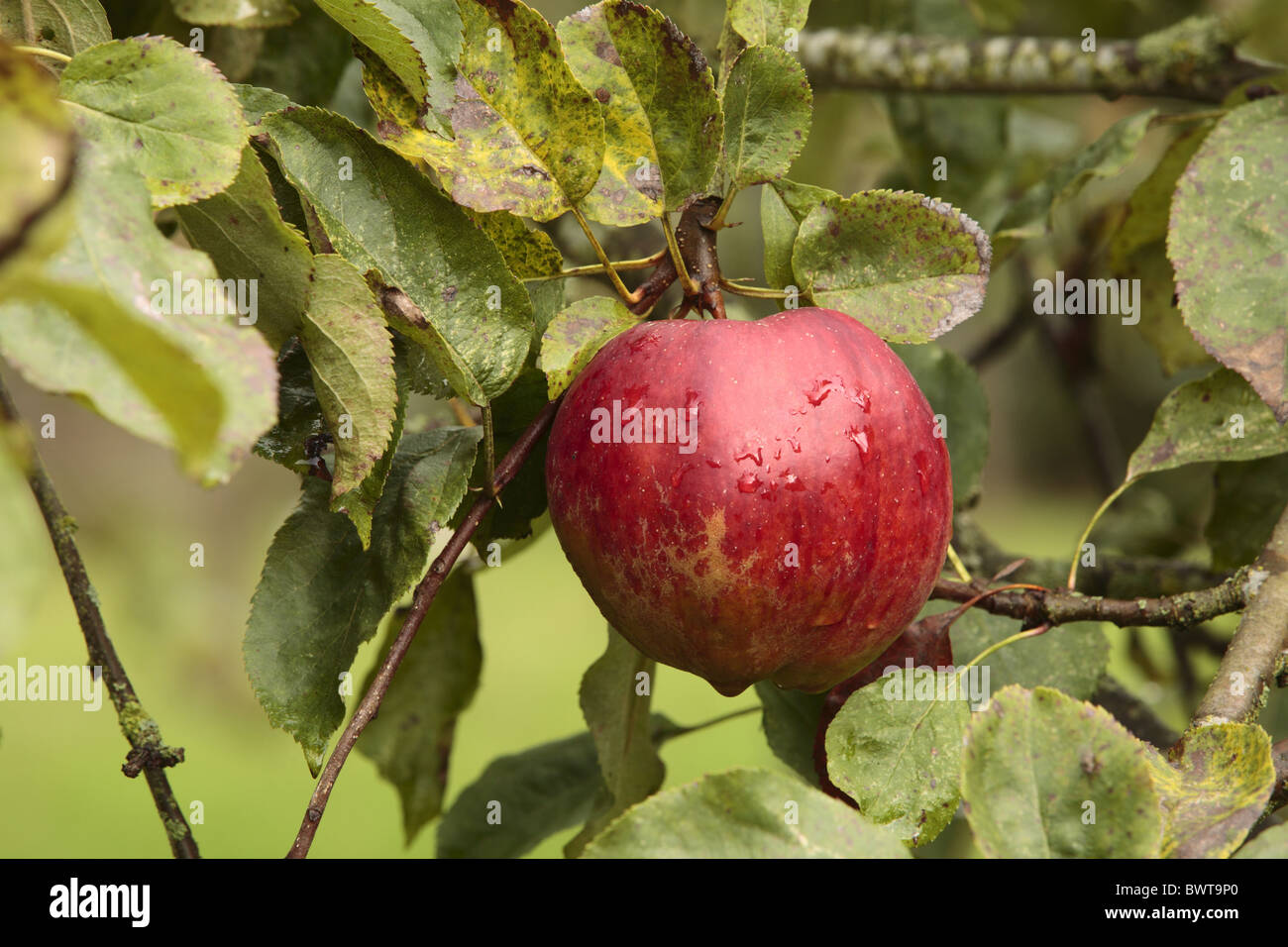 Cultivated Apple Malus domestica fruit fruiting tree orchard variety ...