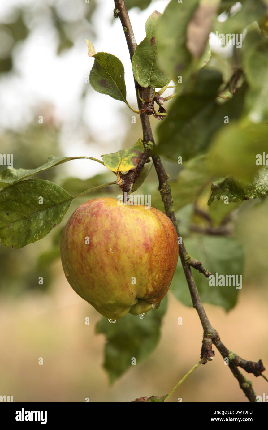 Cultivated Apple Malus domestica fruit fruiting tree orchard variety ...