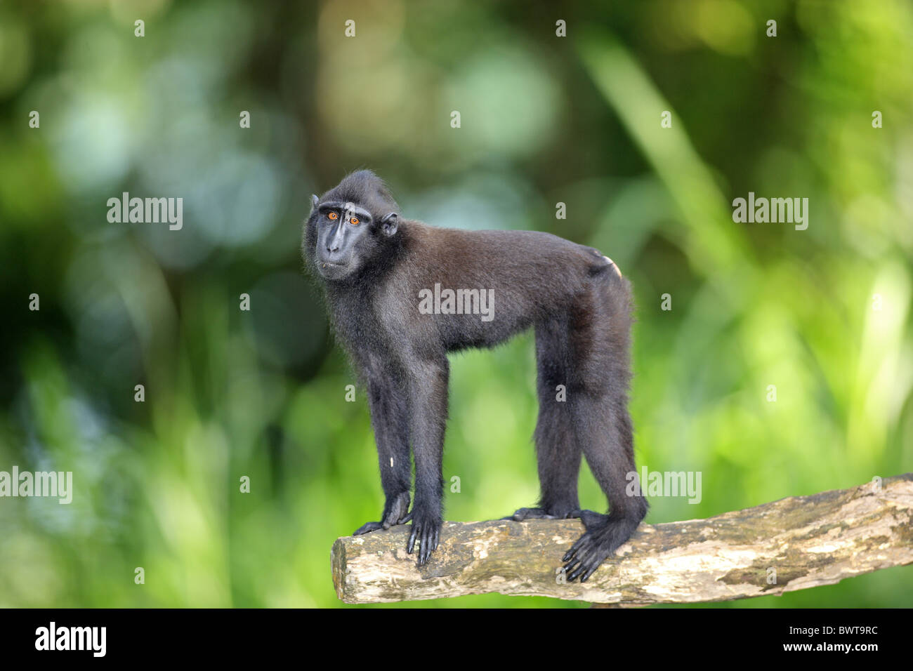 halberwachsenes Jungtier - subadult maennlich - male "black ape" "black ...