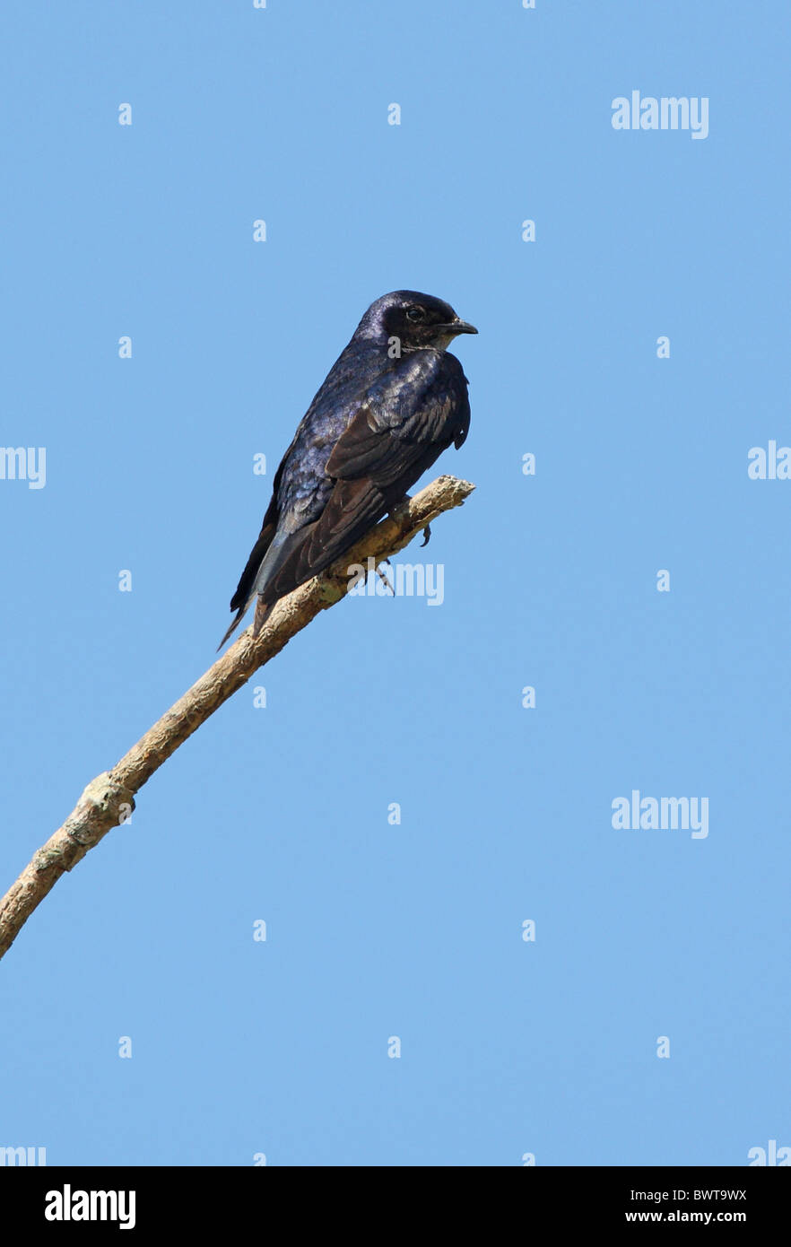 Southern Martin (Progne elegans) adult male, perched on branch, Buenos ...