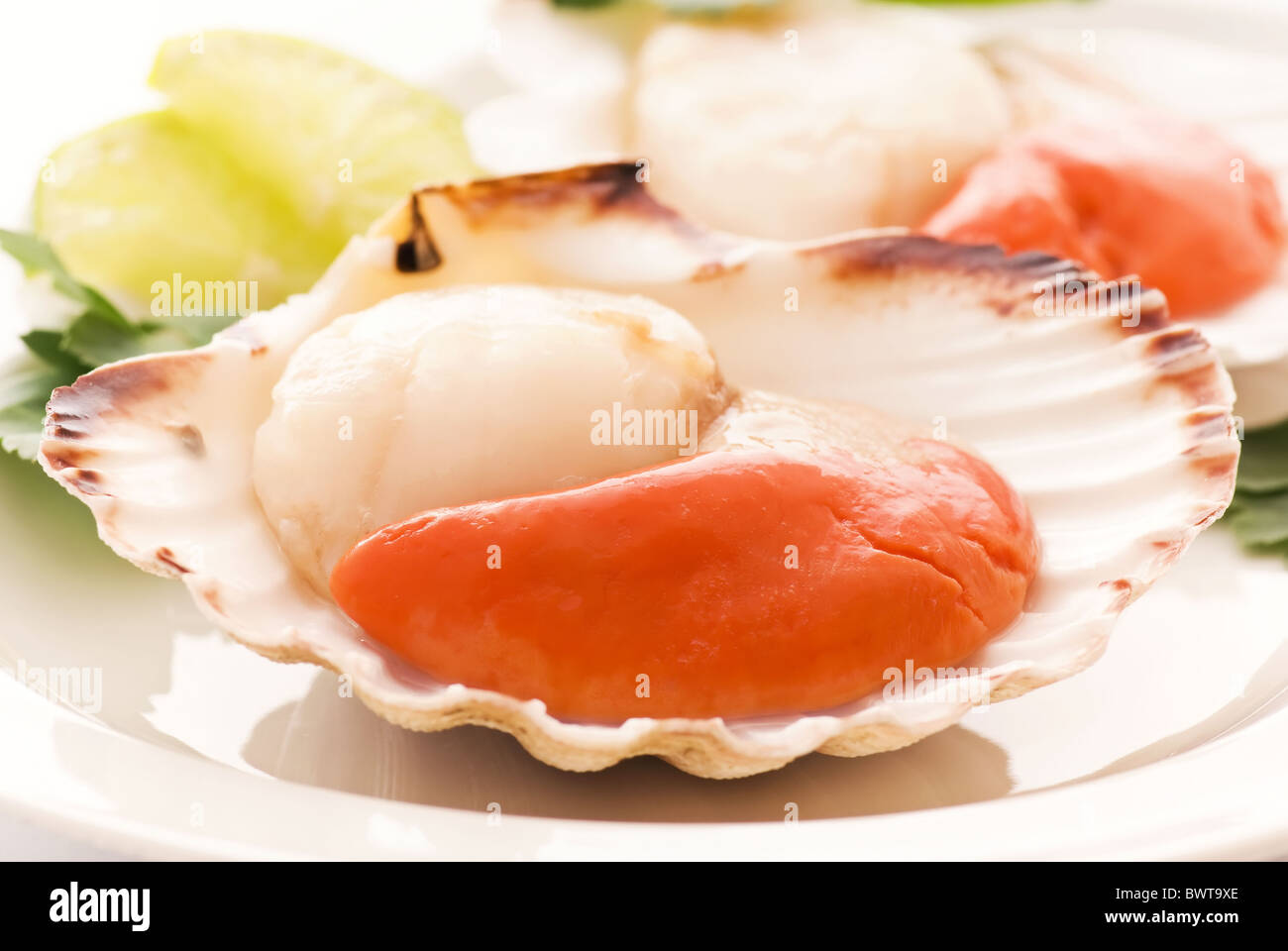 Muscle shell hi-res stock photography and images - Alamy