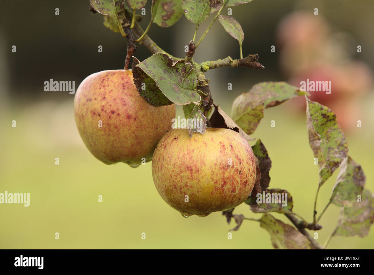 Cultivated Apple Malus domestica fruit fruiting tree orchard variety ...
