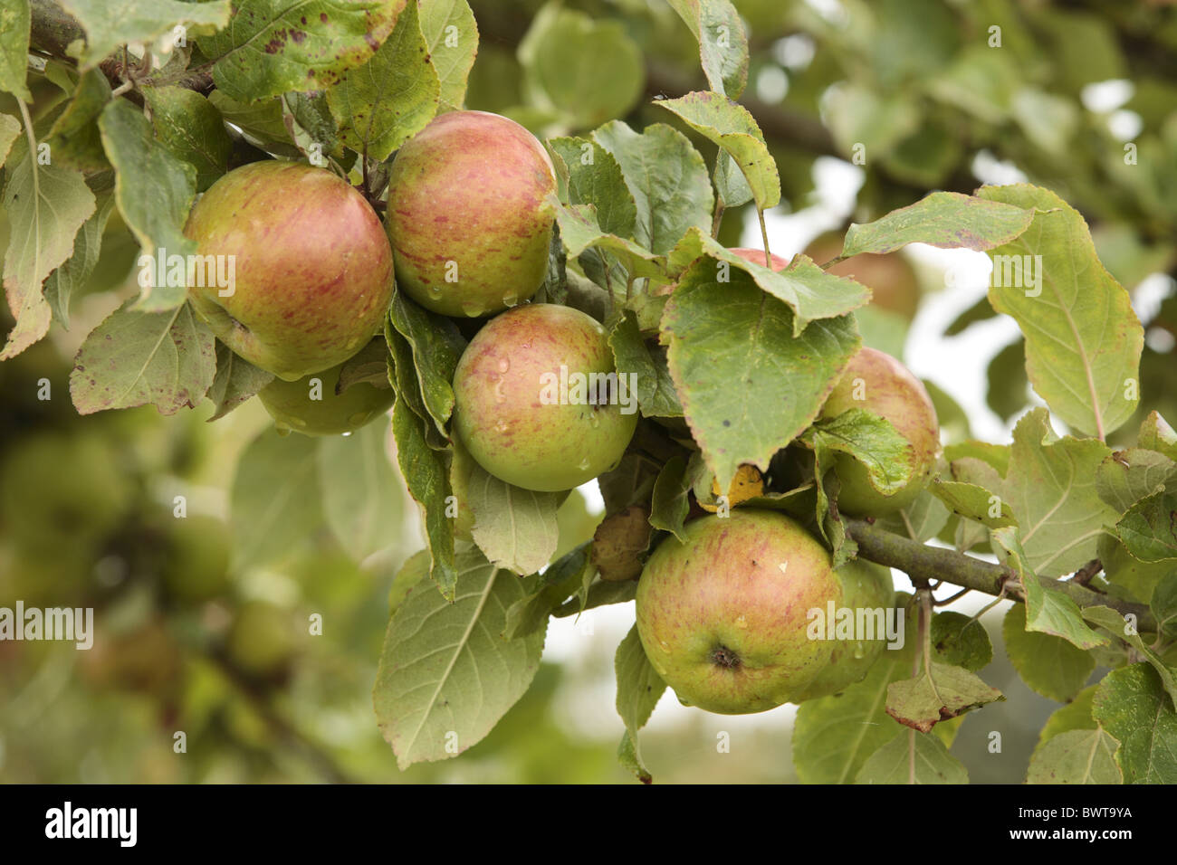 Apple suntan hi-res stock photography and images - Alamy
