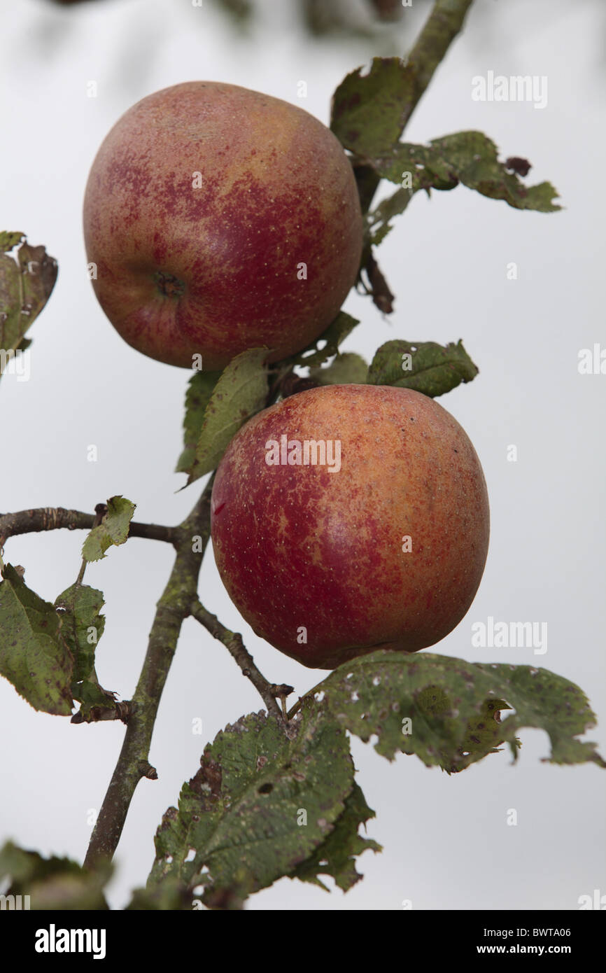 Cultivated Apple Malus domestica fruit fruiting tree orchard variety ...