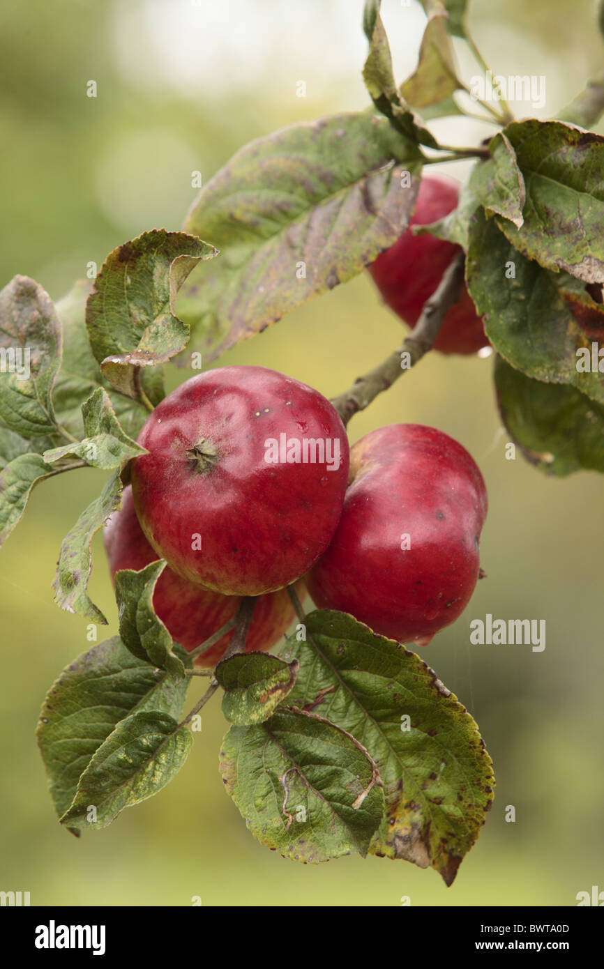 Cultivated Apple Malus domestica fruit fruiting tree orchard variety ...