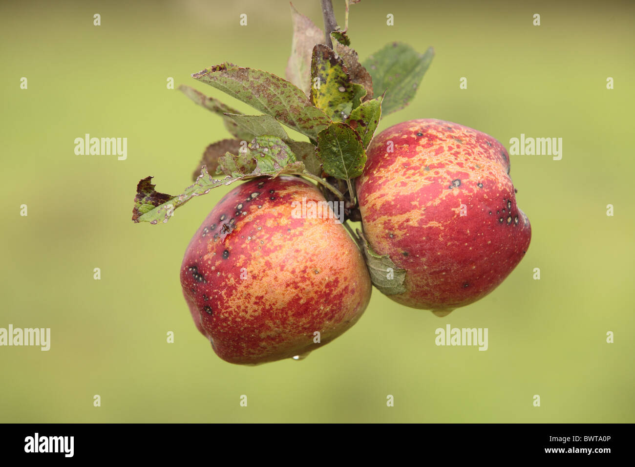 Cultivated Apple Malus domestica fruit fruiting tree orchard variety ...