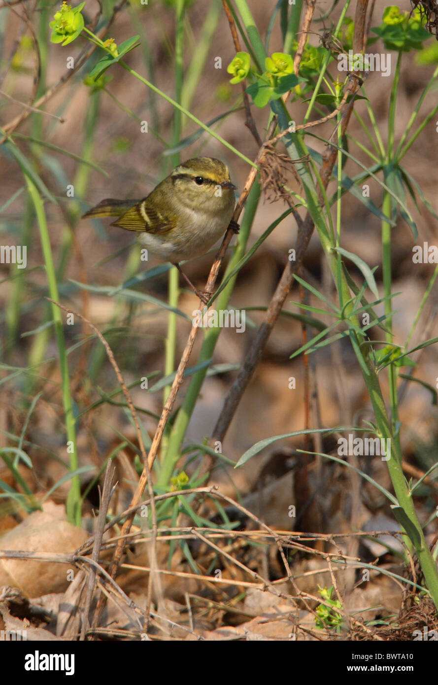 Pallas's Warbler (Phylloscopus proregulus) adult, perched in low ...