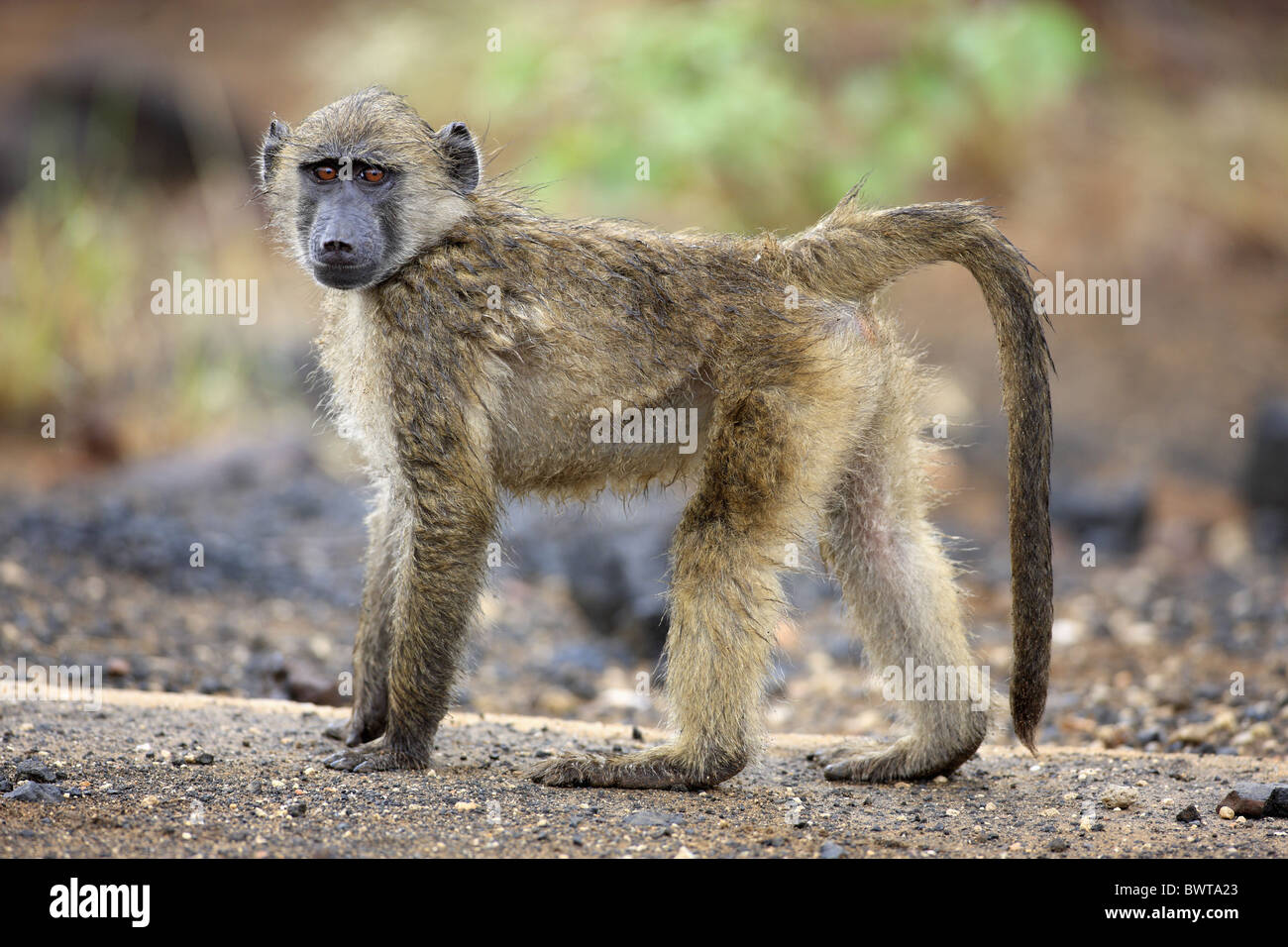 Jungtier - young Regen - rain baboon baboons primate primates monkey ...