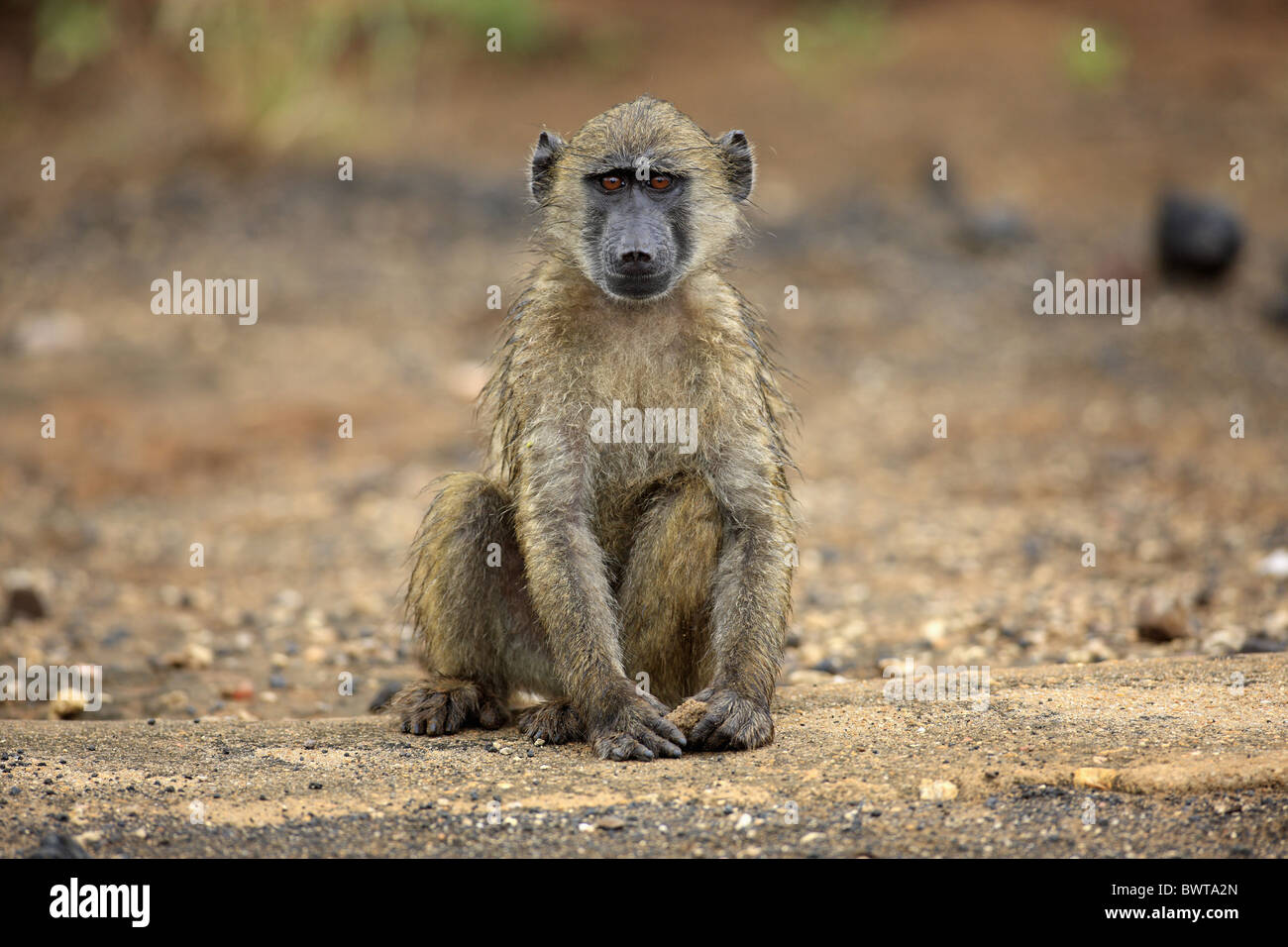 Jungtier - young Regen - rain baboon baboons primate primates monkey ...