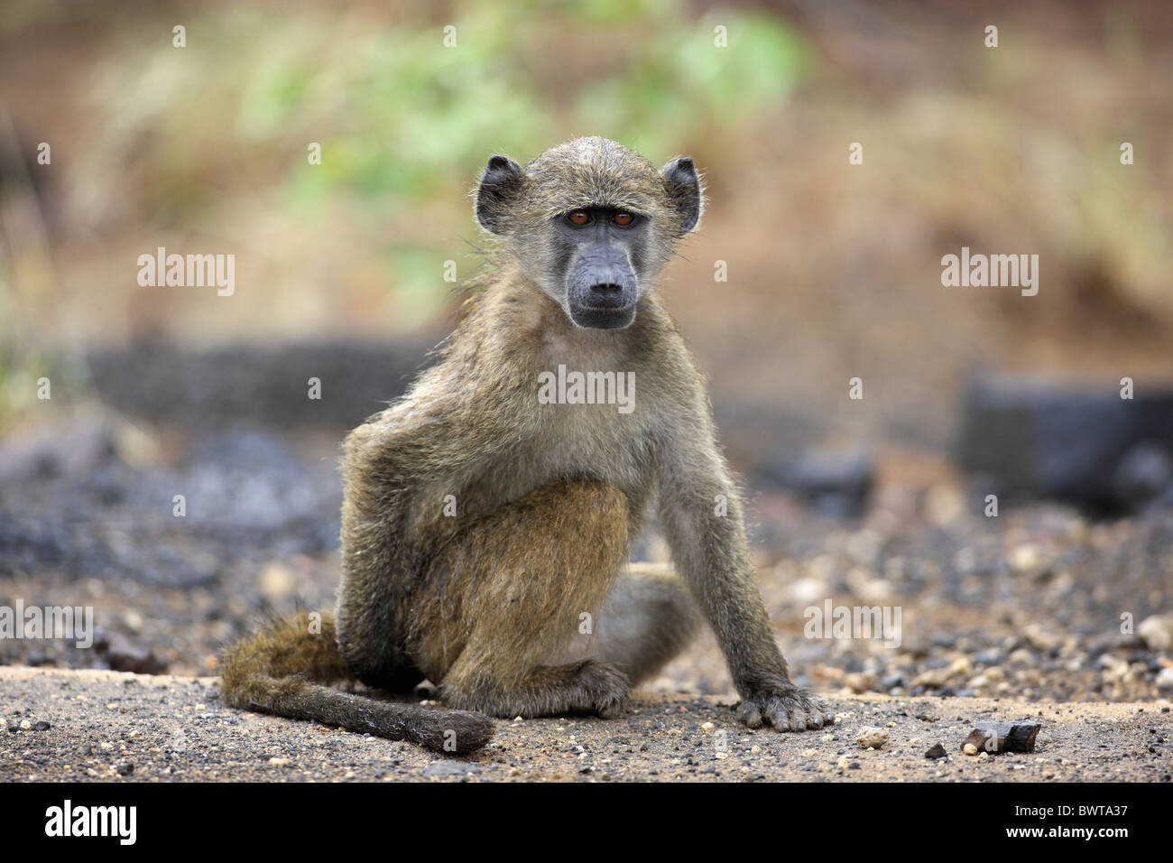 Jungtier - young Regen - rain baboon baboons primate primates monkey ...