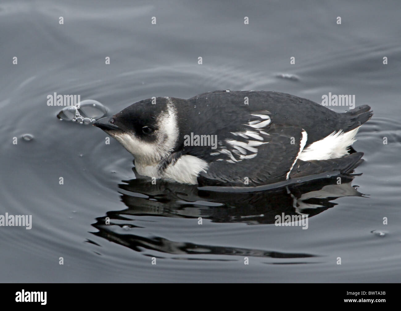 Dovekie winter plumage hi-res stock photography and images - Alamy