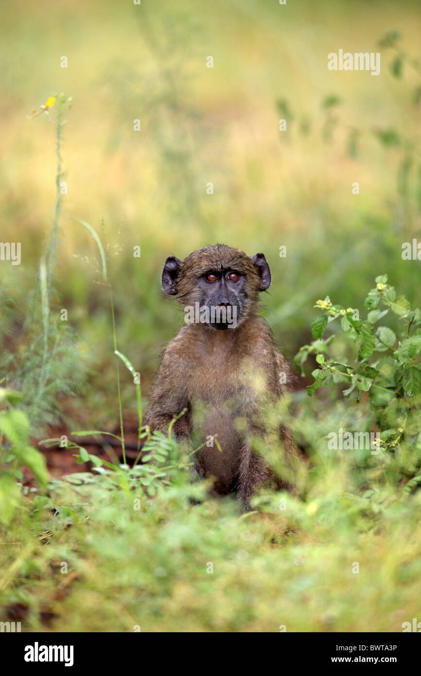 Jungtier - young Regen - rain baboon baboons primate primates monkey ...