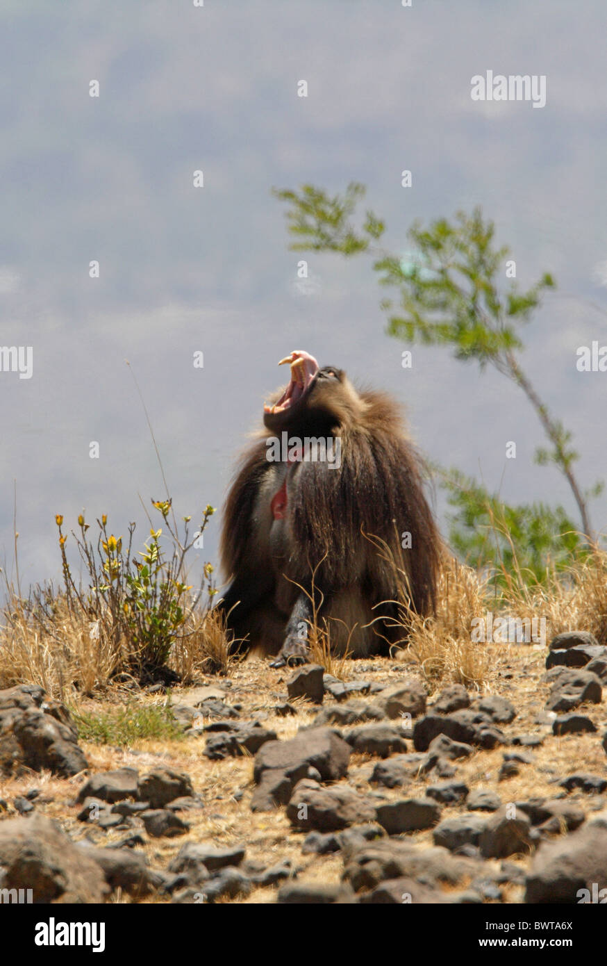 Geladas baboon hi-res stock photography and images - Alamy