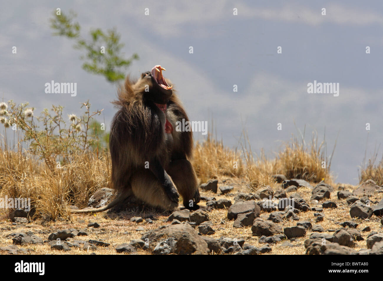 geladas baboon baboons primate primates monkey monkeys africa african ...