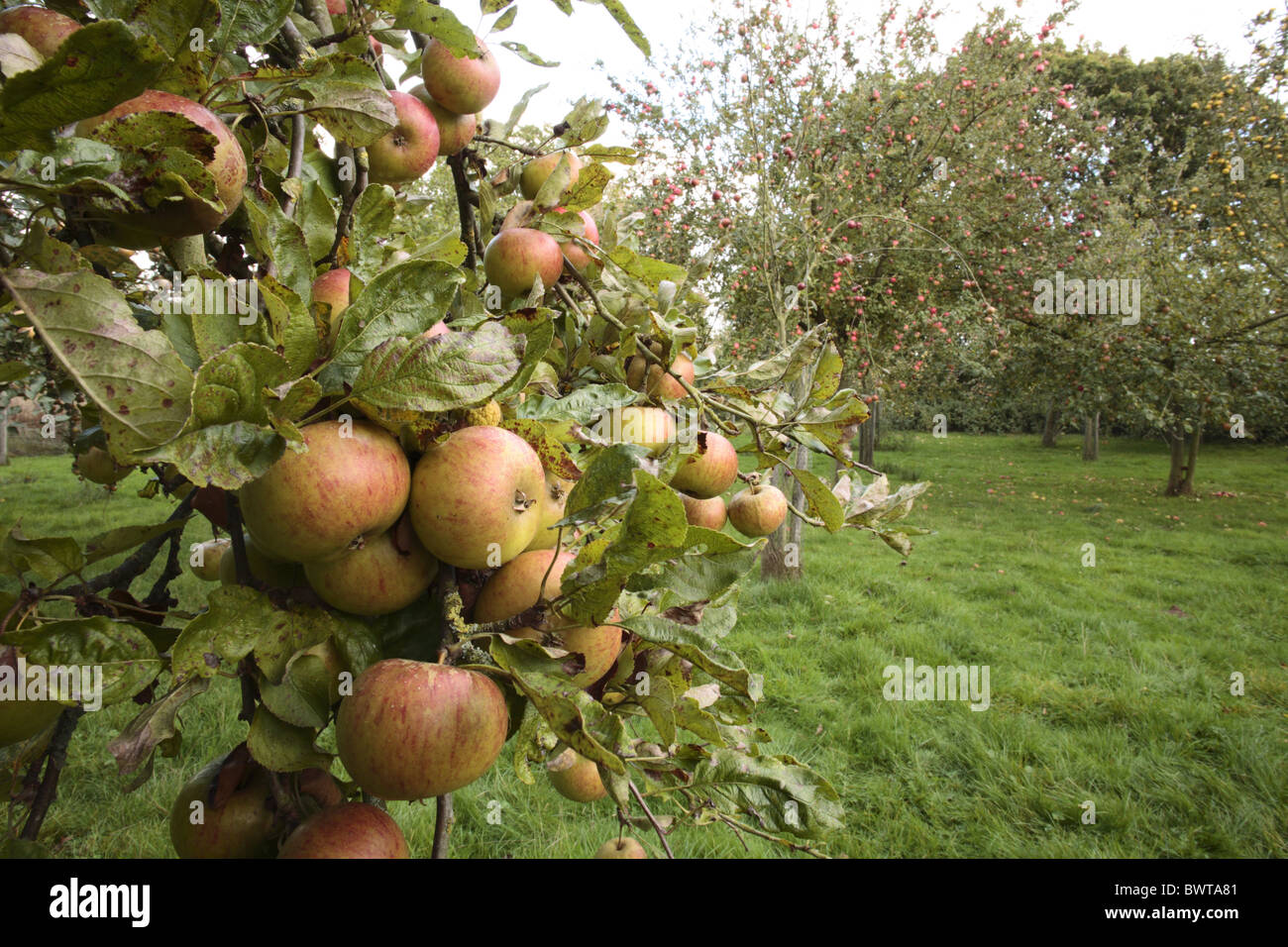 Cultivated Apple Malus domestica fruit fruiting tree orchard variety ...