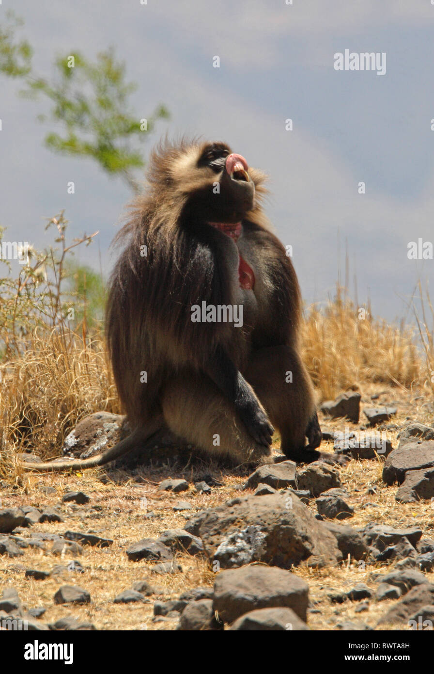 geladas baboon baboons primate primates monkey monkeys africa african ...