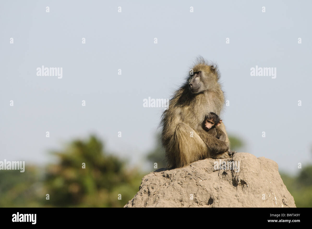 Mother and baby yellow baboon hi-res stock photography and images - Alamy