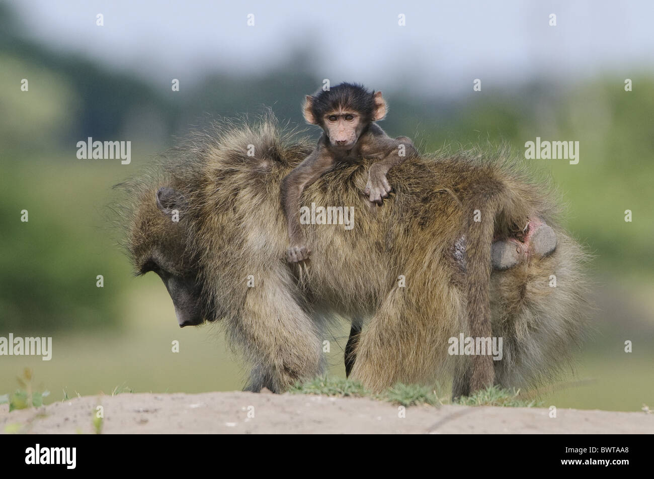 Monkey bum hi-res stock photography and images - Alamy