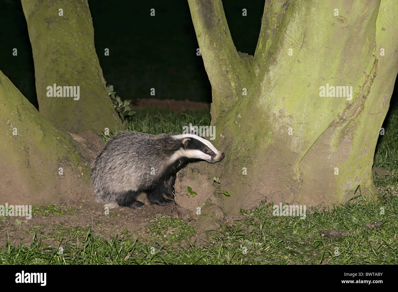 Nocturnal Woodland Sycamore June Staffordshire asia asian eurasia ...