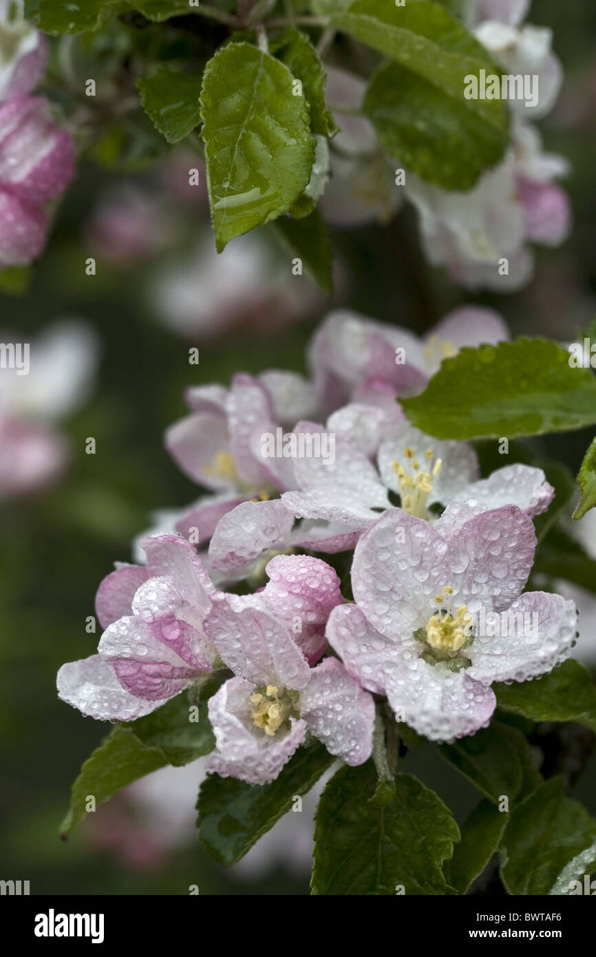 apple apples bloom blooms blossom blossoms britain british bud buds ...