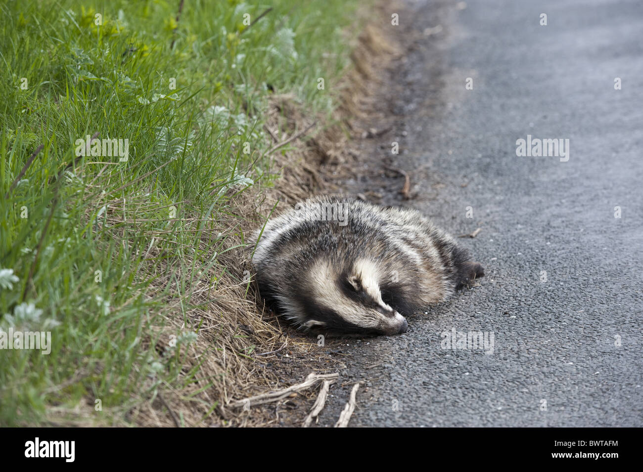 Badger Buckden North Yorkshire dead roadside asia asian eurasia ...