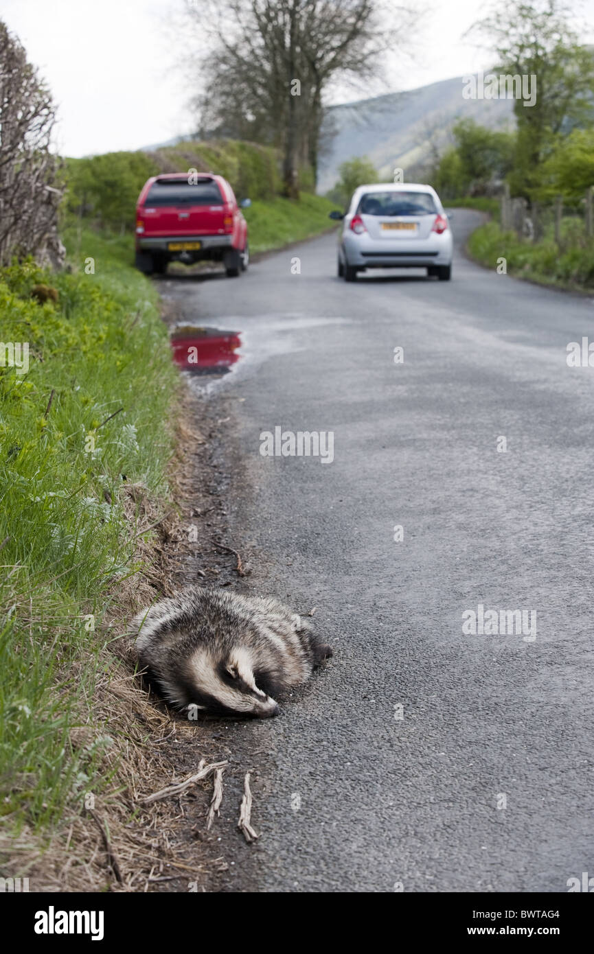 Badger Buckden North Yorkshire dead roadside asia asian eurasia ...