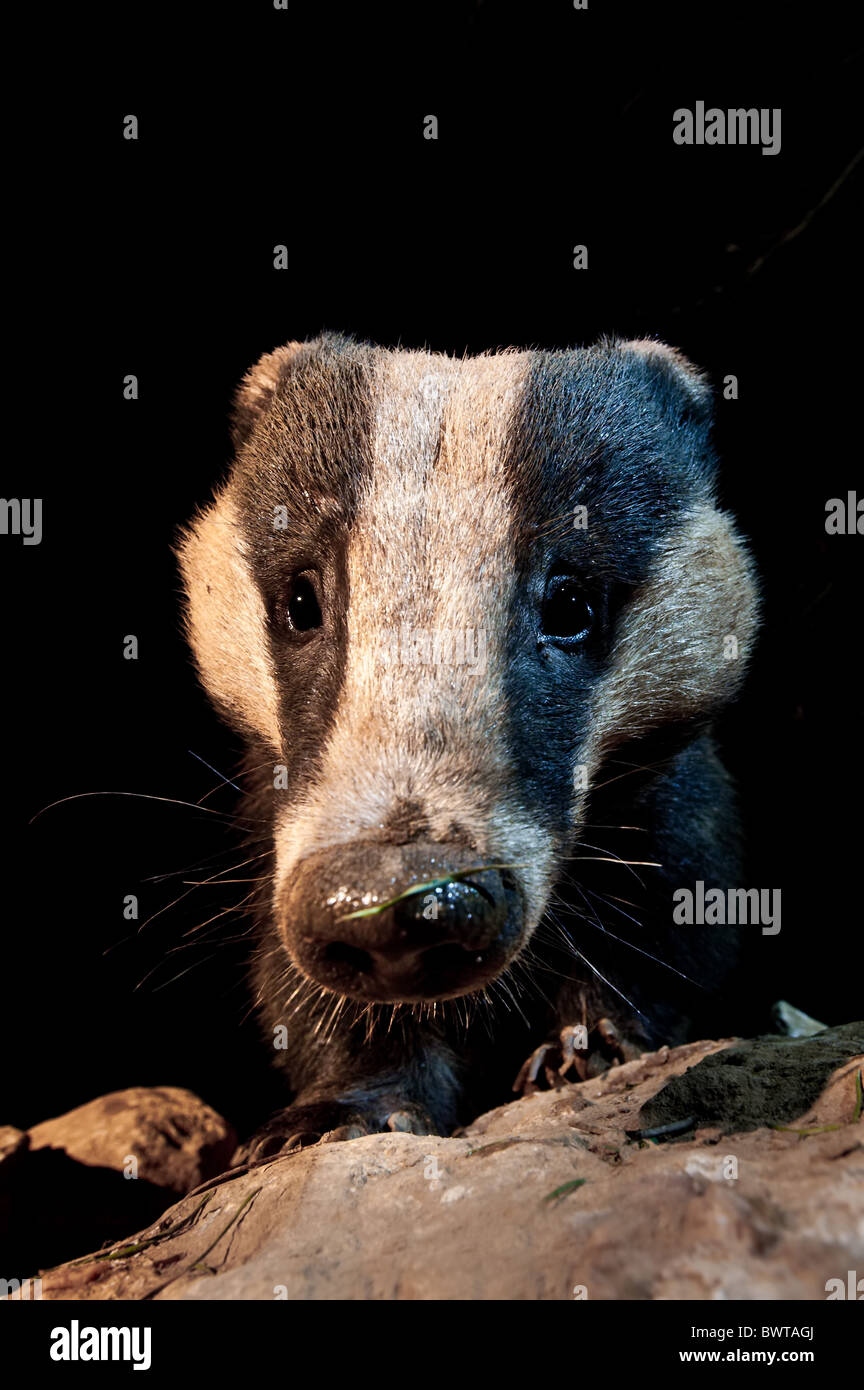 Badger head hi-res stock photography and images - Alamy