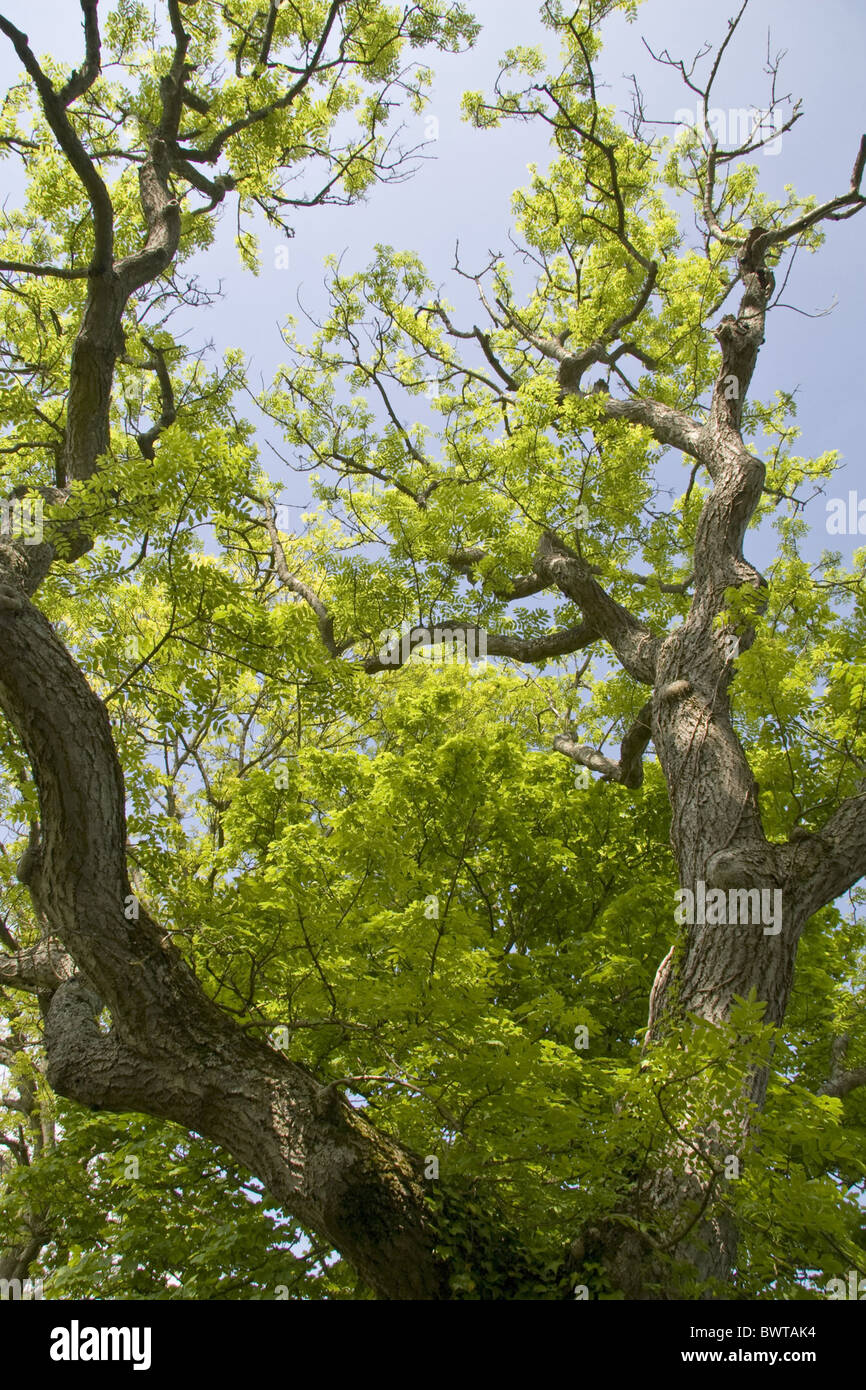 Ash Ashes Common Deciduous Excelsior Fraxinus Growing New Trunks Trunk ...