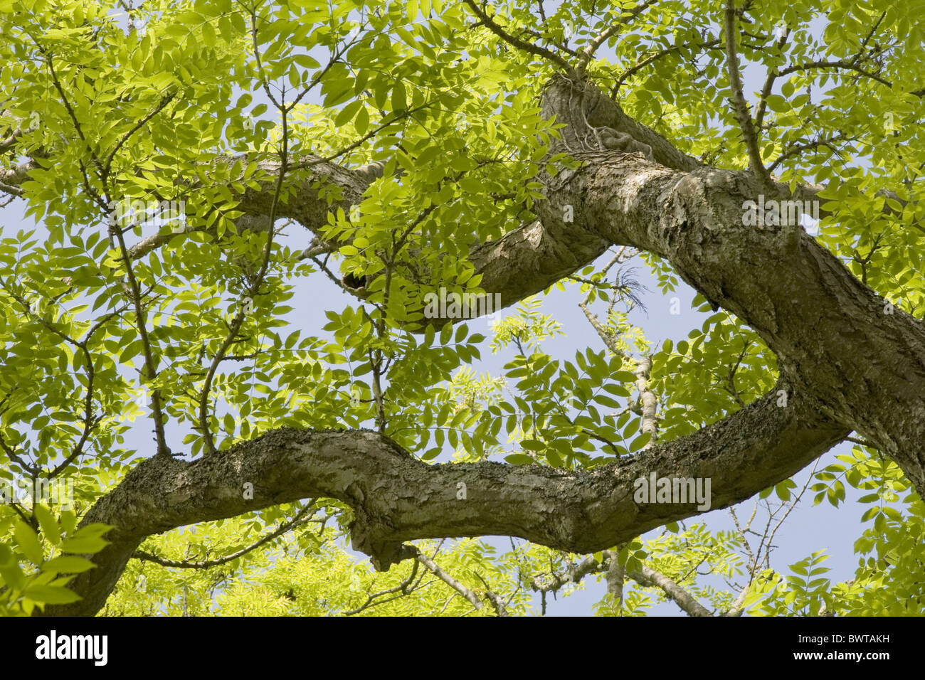Ash Ashes Common Deciduous Excelsior Fraxinus Leaf Leaves Oleaceae ...