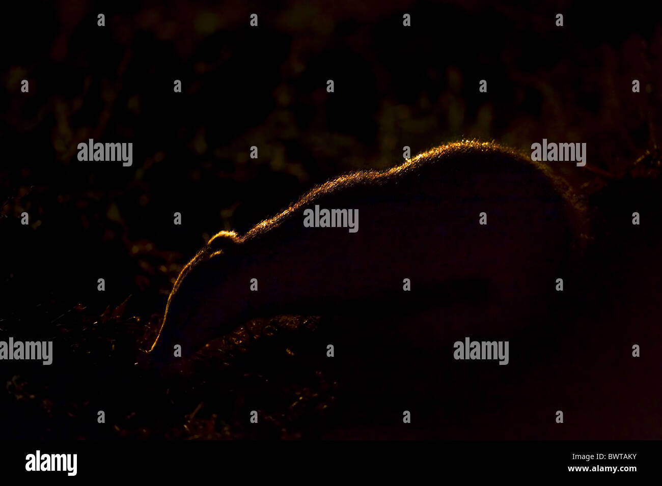 abstract amusing animals atmospheric backlit black black background ...