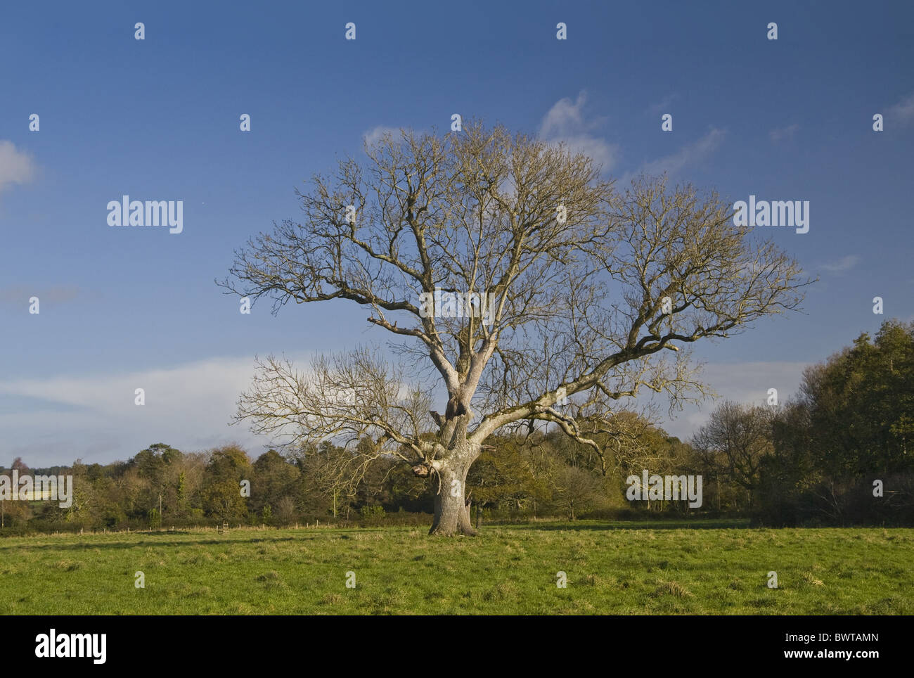 ancient ash ashes branch branches britain british deciduous england ...