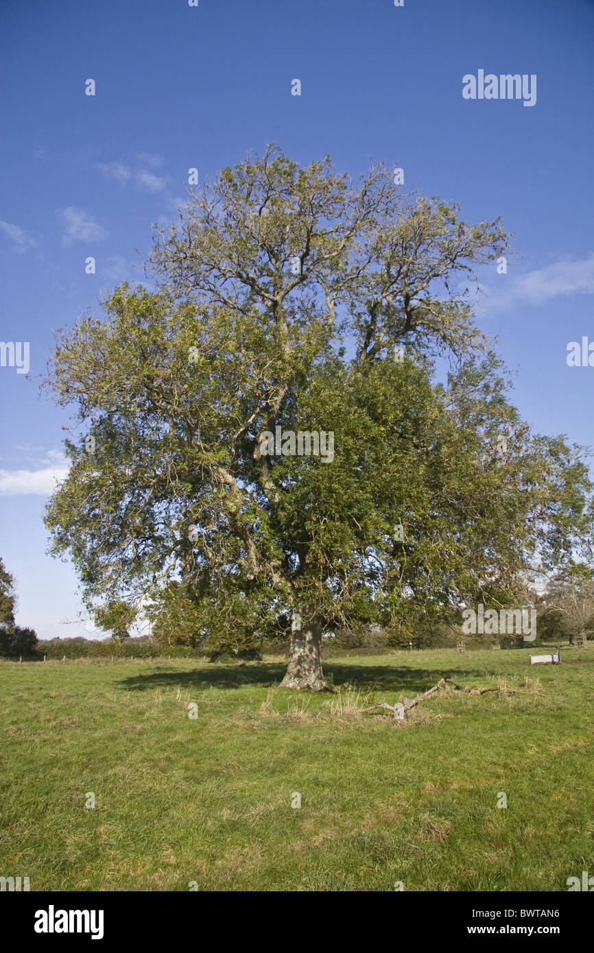 ancient ash ashes branch branches britain british deciduous england ...