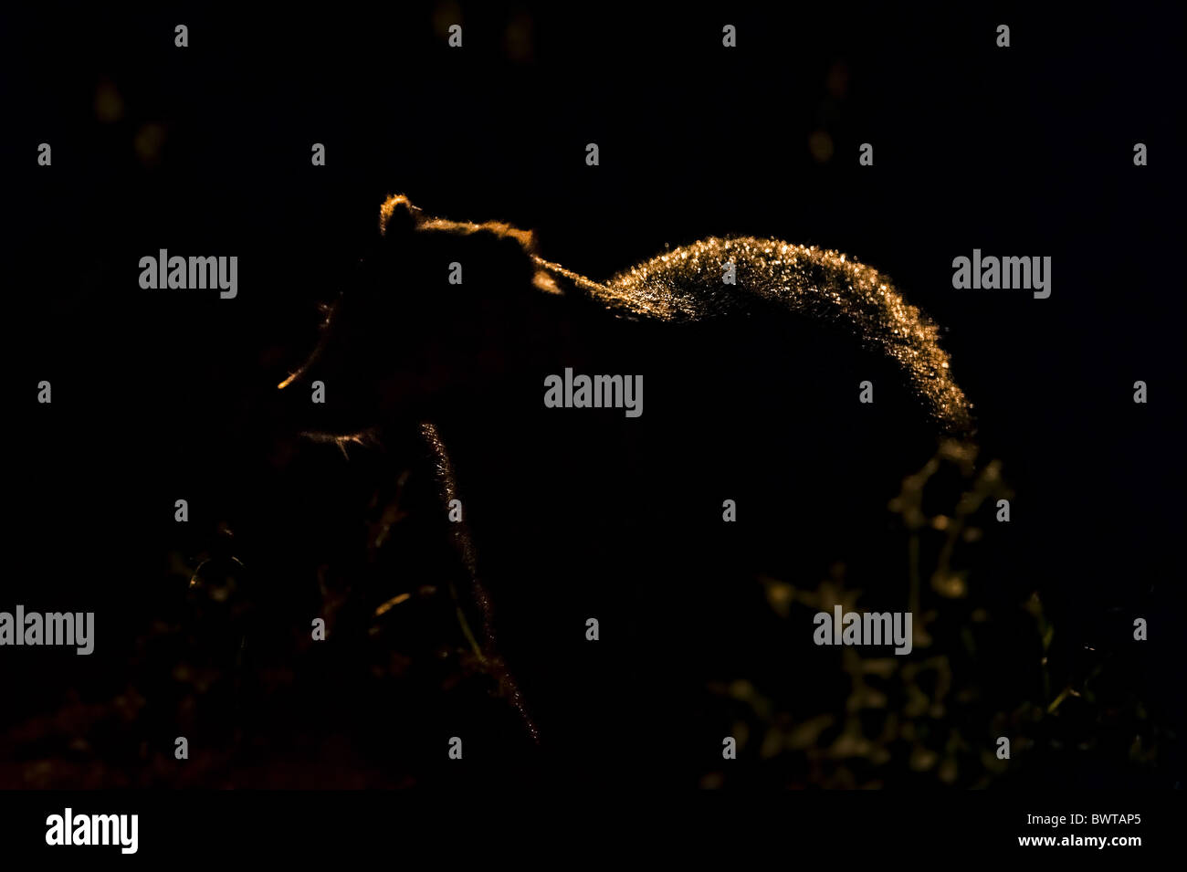 abstract amusing animals atmospheric backlit black black background ...