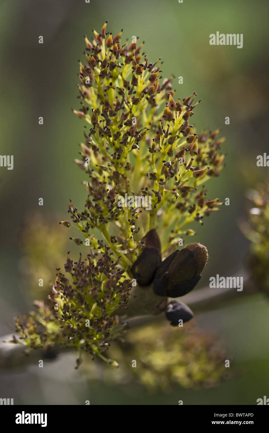 Ash flowers fraxinus excelsior hi-res stock photography and images - Alamy