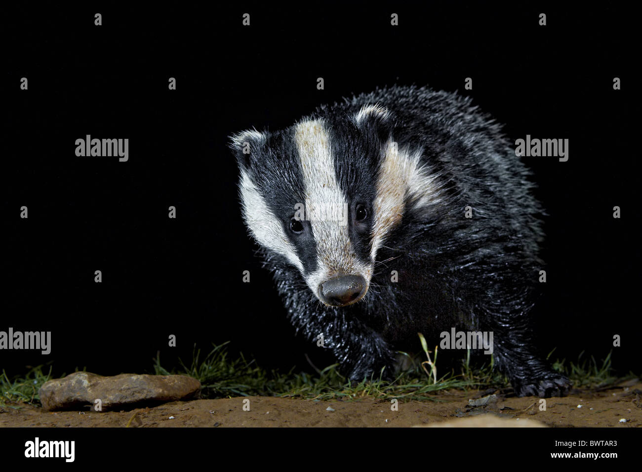 animals black background britain countryside eating england english ...