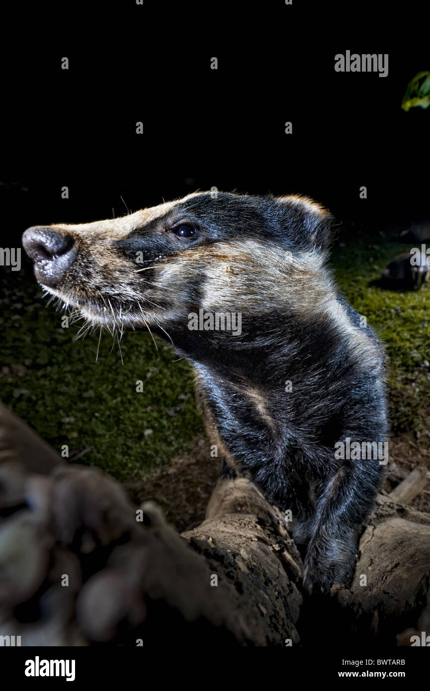 Amusing animals hi-res stock photography and images - Alamy