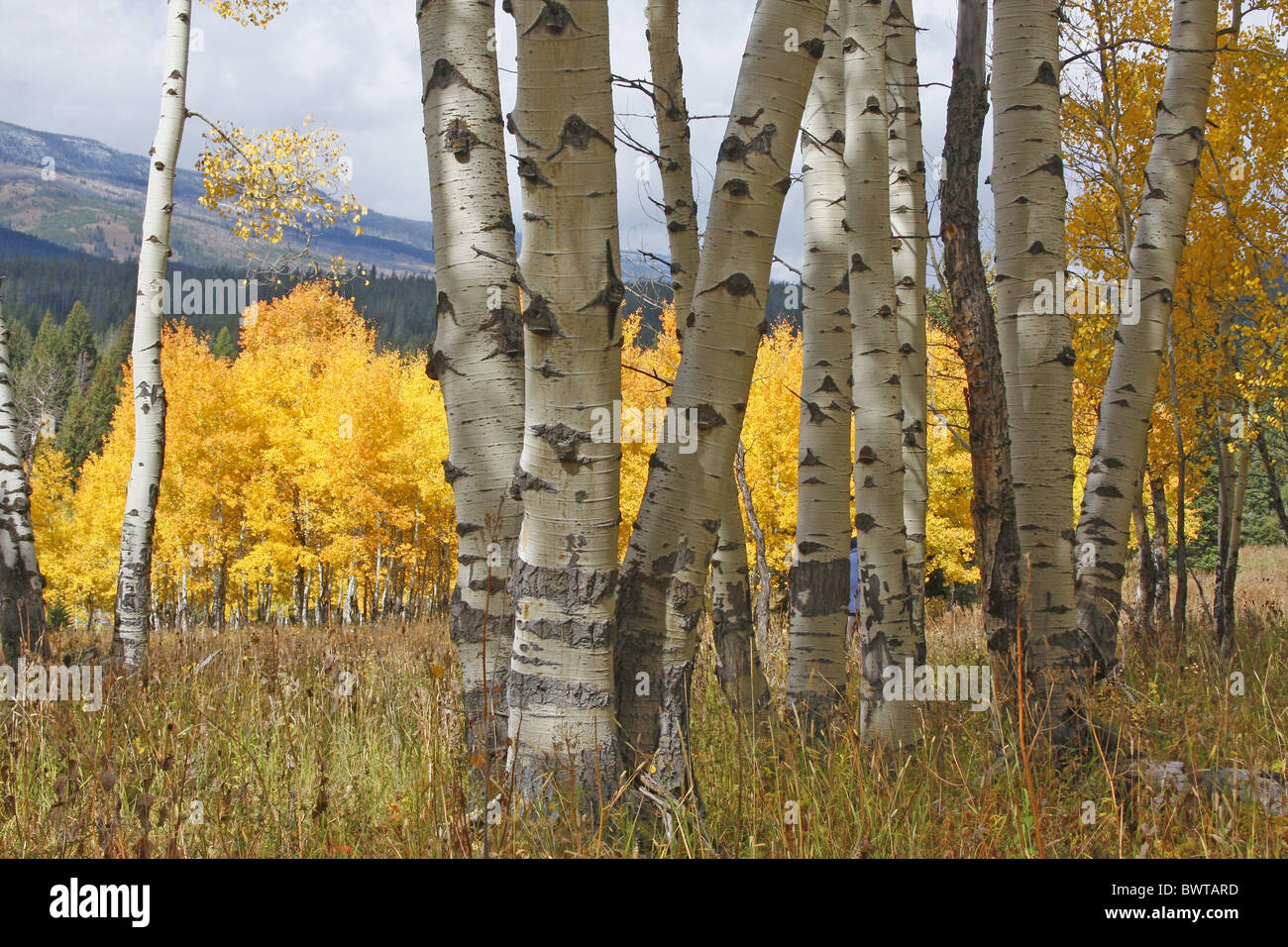 Quaking Aspen Populus tremuloides close-up trunks Stock Photo - Alamy
