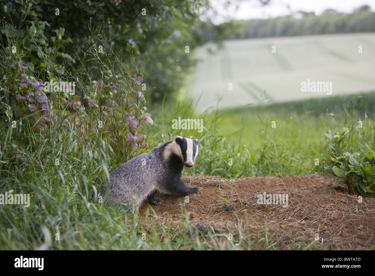 Oxfordshire badgers hi-res stock photography and images - Alamy