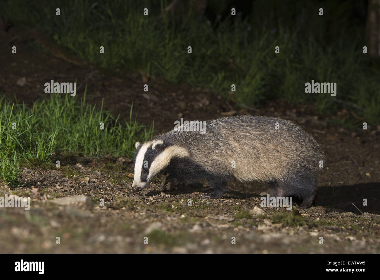 asia asian eurasia eurasian europe european badger badgers mustelid ...