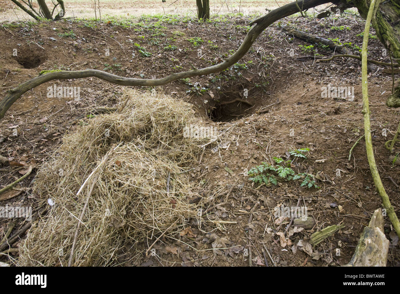 asia asian eurasia eurasian europe european badger badgers mustelid ...