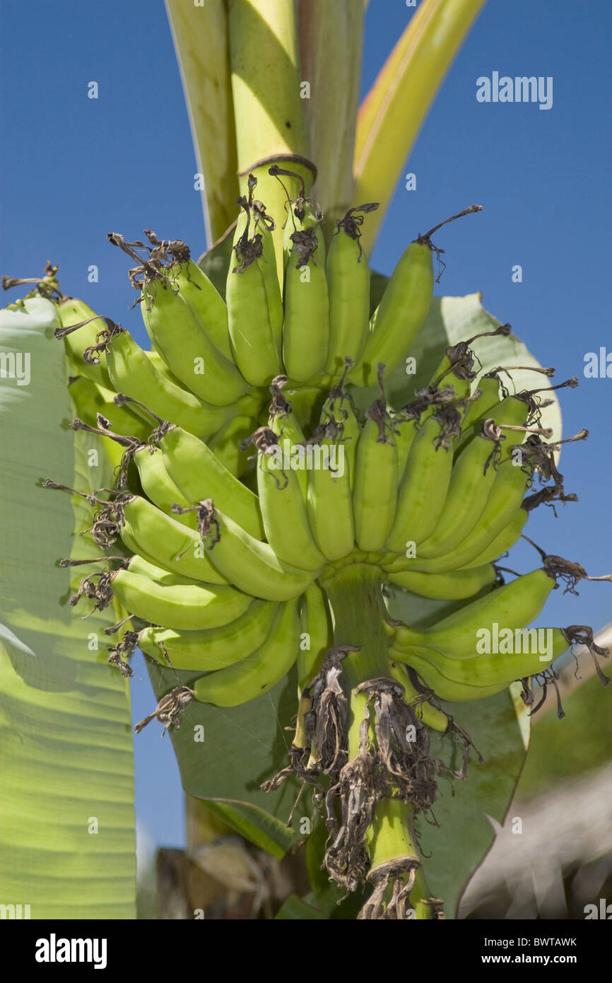 Edible banana plants hi-res stock photography and images - Alamy
