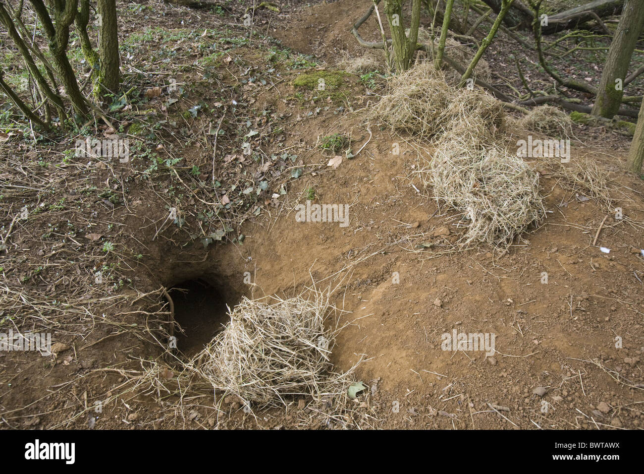 asia asian eurasia eurasian europe european badger badgers mustelid ...