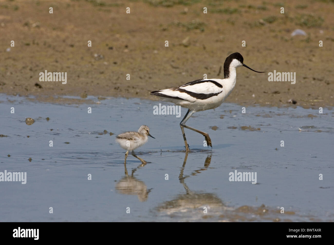 Baby avocet uk hi-res stock photography and images - Alamy