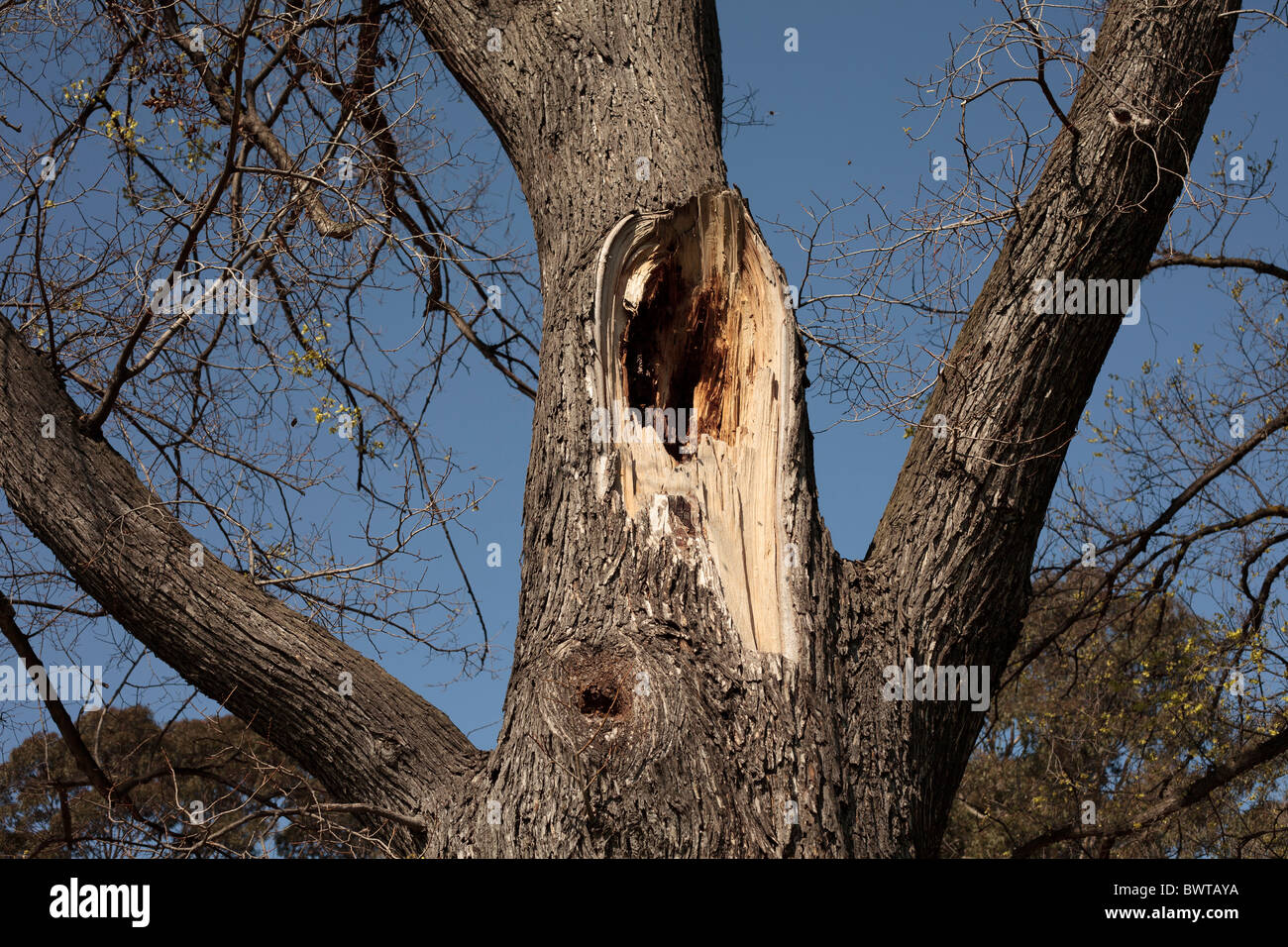 Tree with a hole hi-res stock photography and images - Alamy