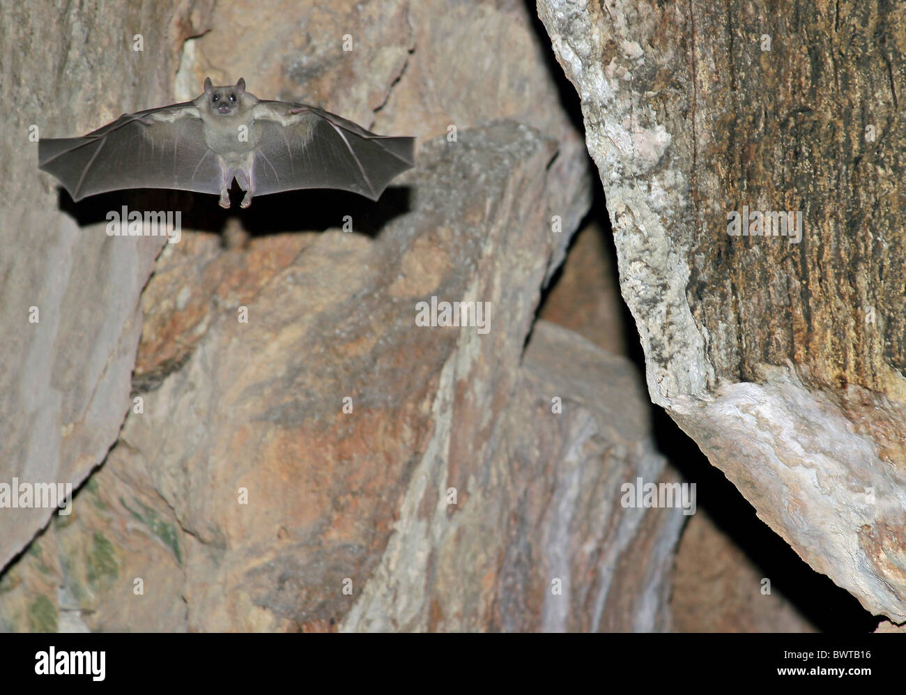 Egyptian Rousette Bat Rousettus aegyptiacus adult Stock Photo - Alamy