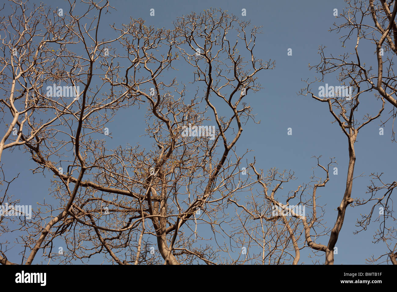 Branches of a blue hi-res stock photography and images - Alamy