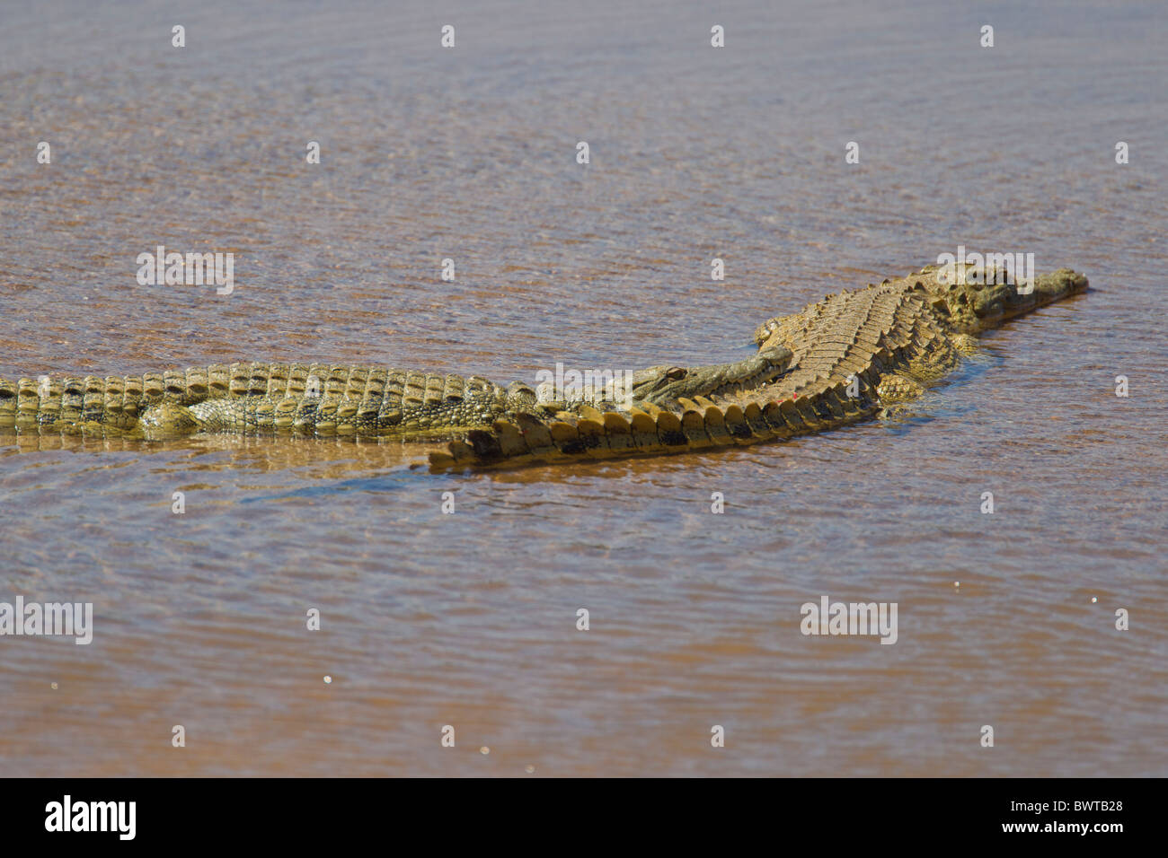 Portrait of a nile crocodile (Crocodylus niloticus) at a waterhole. The ...